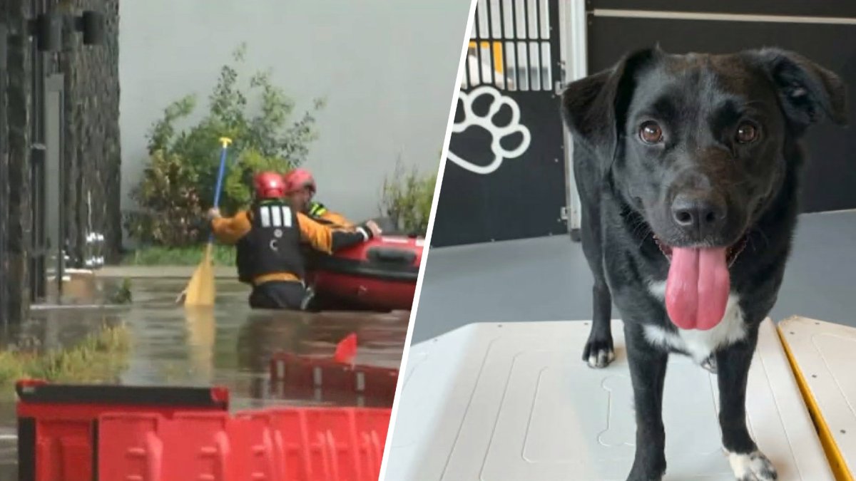 What went wrong? As 10 dogs drowned in DC flooding, errors delayed ... What went wrong? As 10 dogs drowned in DC flooding, errors delayed ...