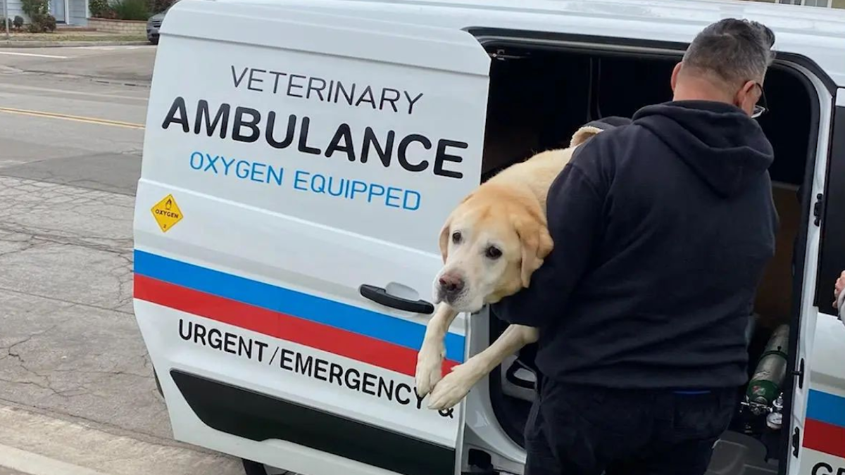 Veterinary Ambulance of Southern California transports pets in ...