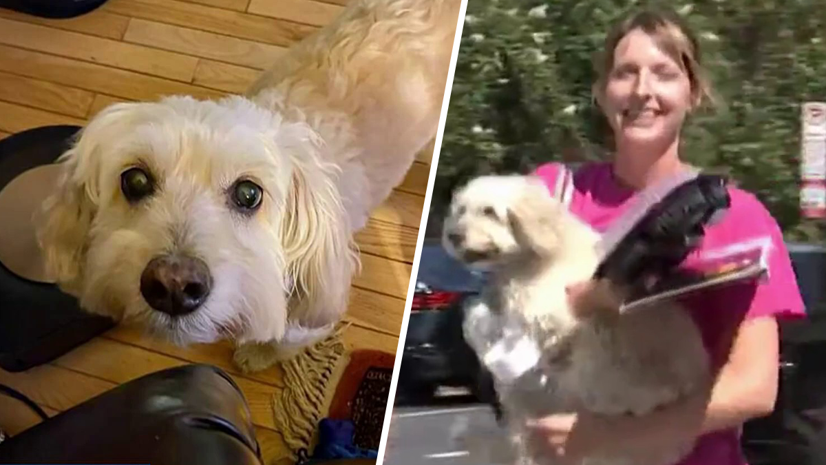 ‘You stole my dog!’ DC woman chases bus to rescue her beloved pet ...
