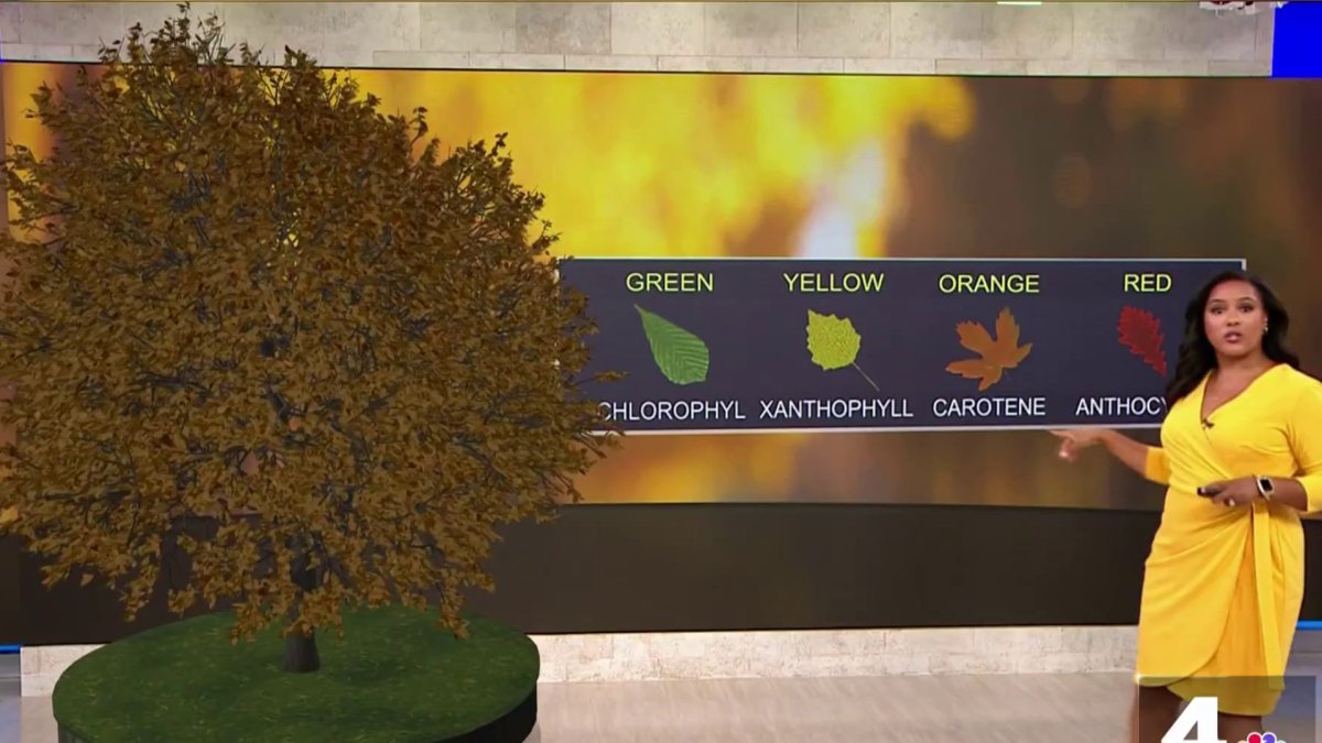 Storm Team4’s Jessica Faith explains fall foliage – NBC4 Washington