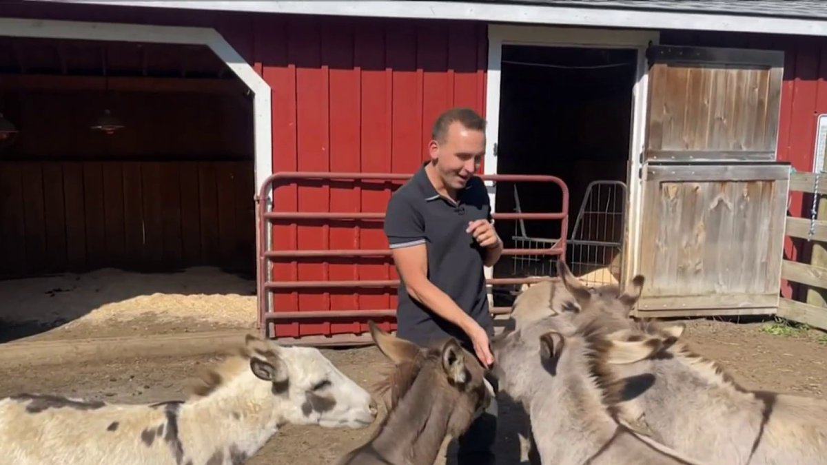 Fall farm tours let you visit friendly ‘retired’ donkeys in Loudoun ...