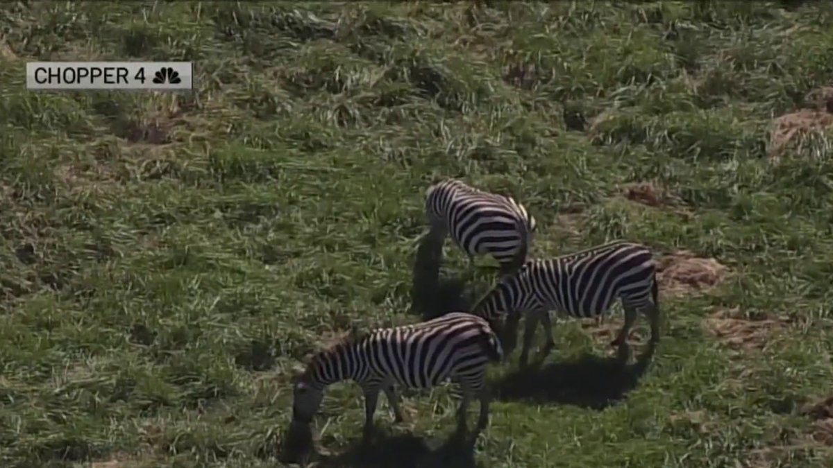 Owner of escaped Maryland Zebras to appear in court – NBC4 Washington