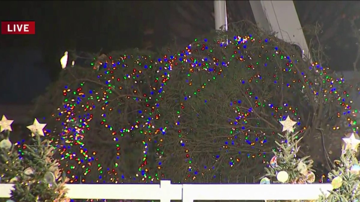 Dcs National Christmas Tree Topples In Wind Nbc4 Washington