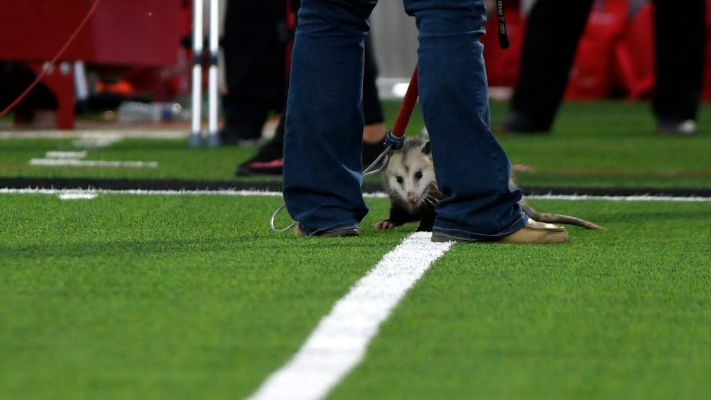 Opossum goes viral after being removed from field at TCU-Texas Tech ...