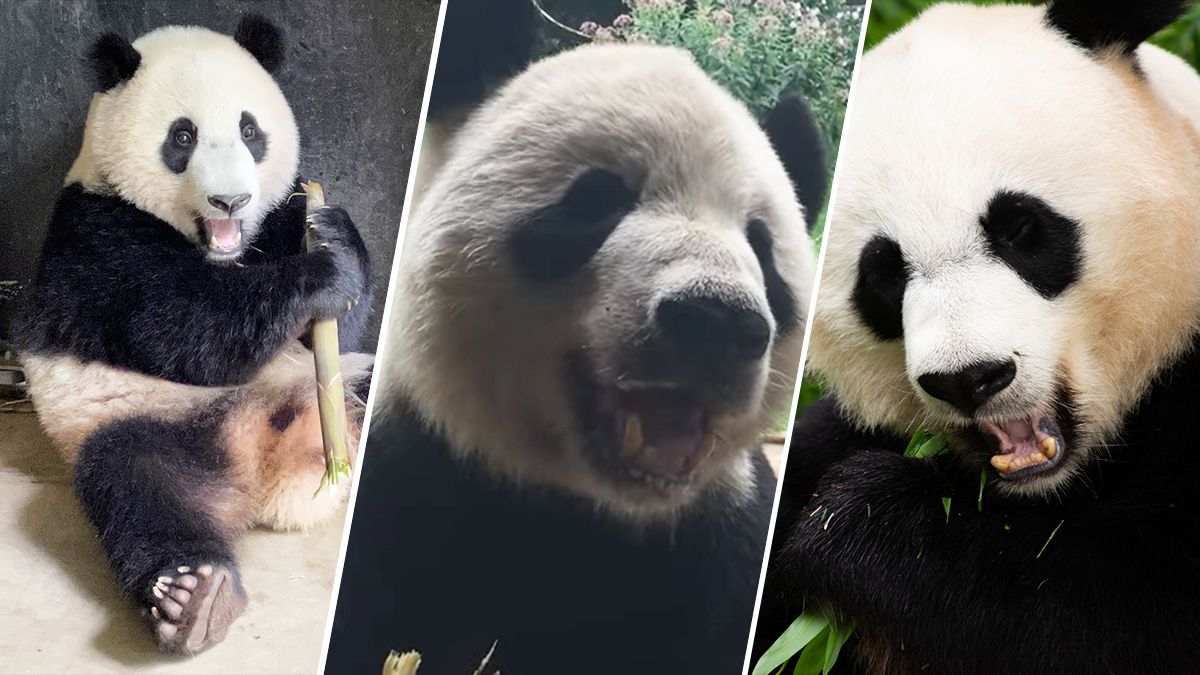 National Zoo pandas land safely in China – NBC4 Washington