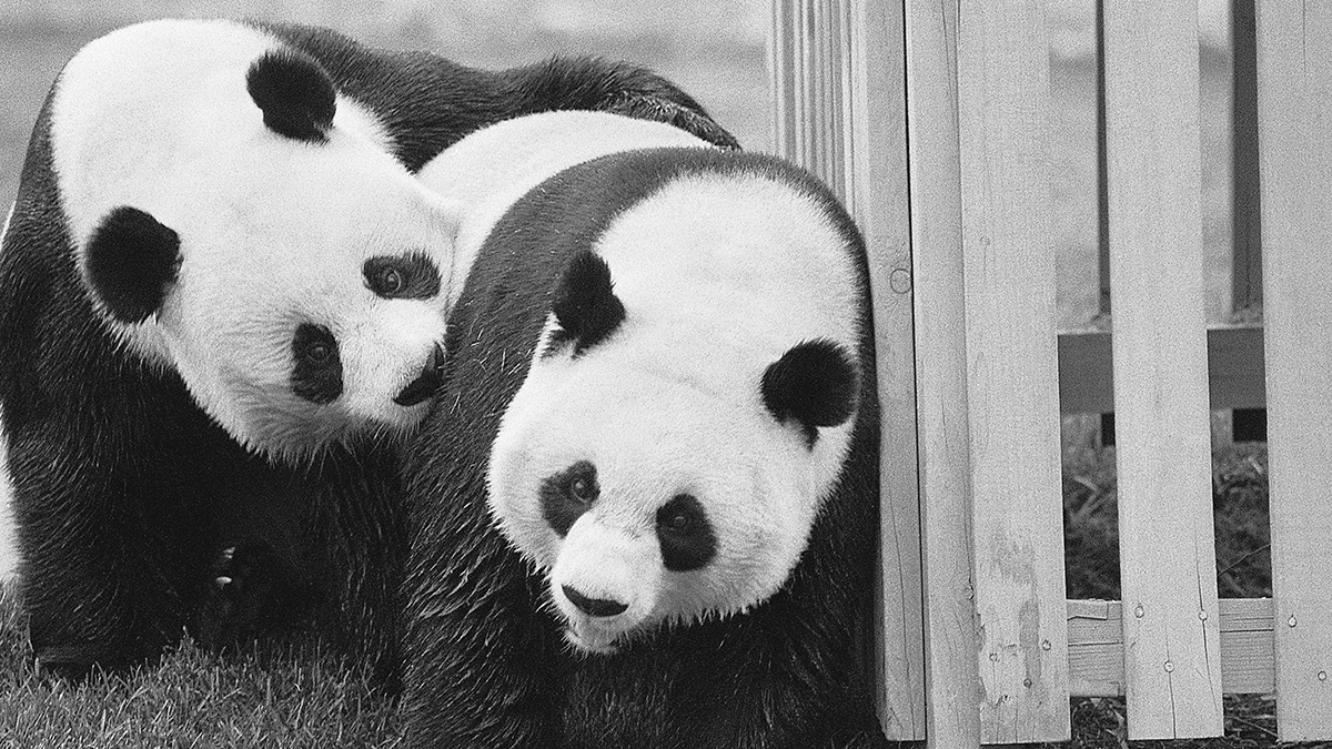 From the beginning to goodbye, a look back at five decades of pandas in ...