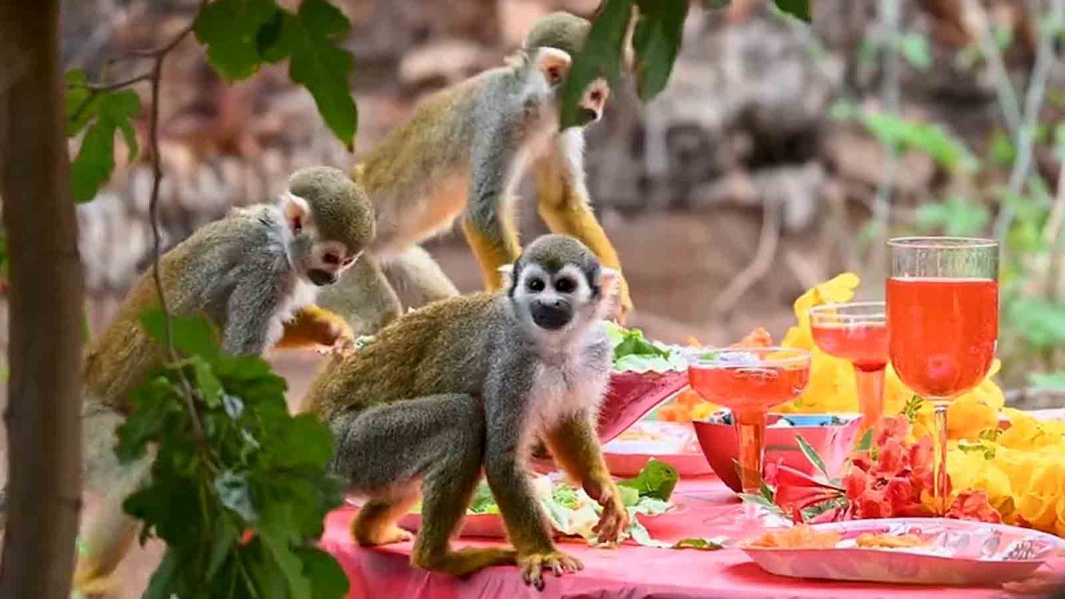 Squirrel monkeys enjoy Harry Potter themed Thanksgiving dinner – NBC4 ...