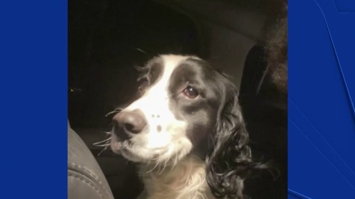 Do you recognize this dog? Pennsylvania spaniel found in Maryland ...