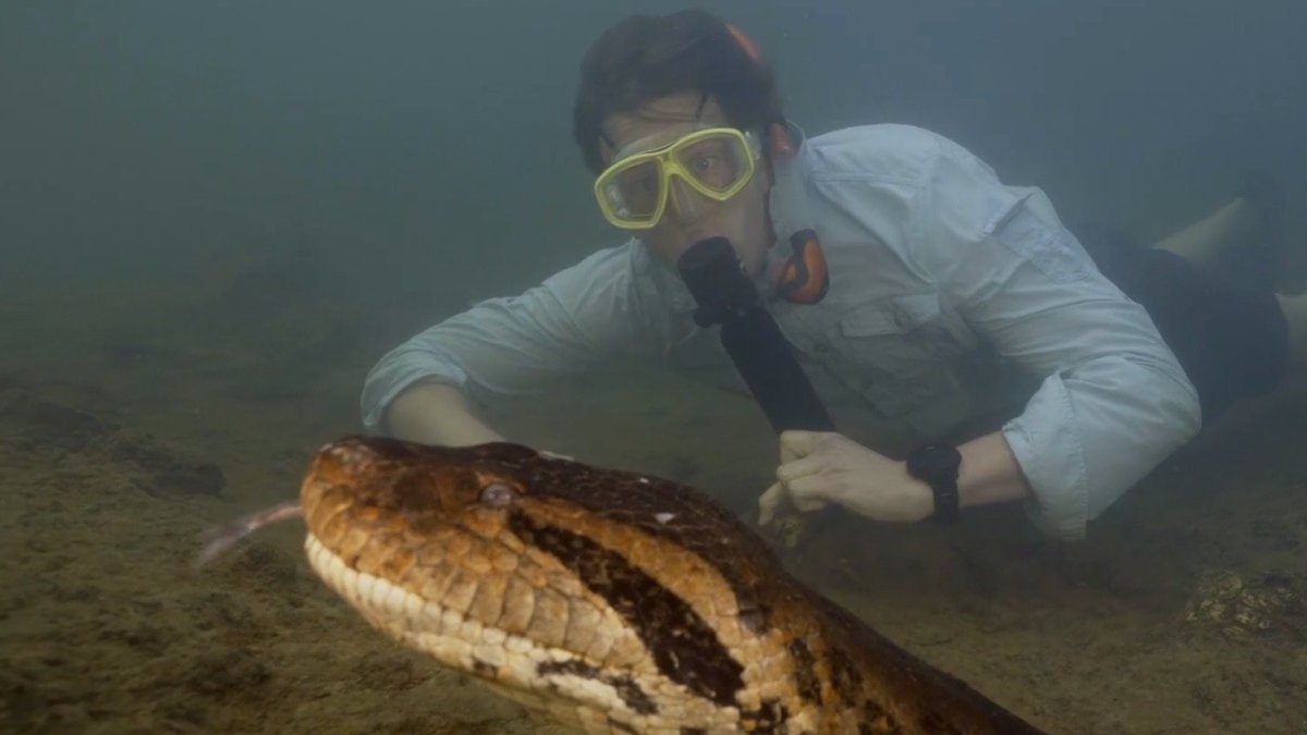 New anaconda species discovered in the Amazon – NBC4 Washington New anaconda species discovered in the Amazon – NBC4 Washington