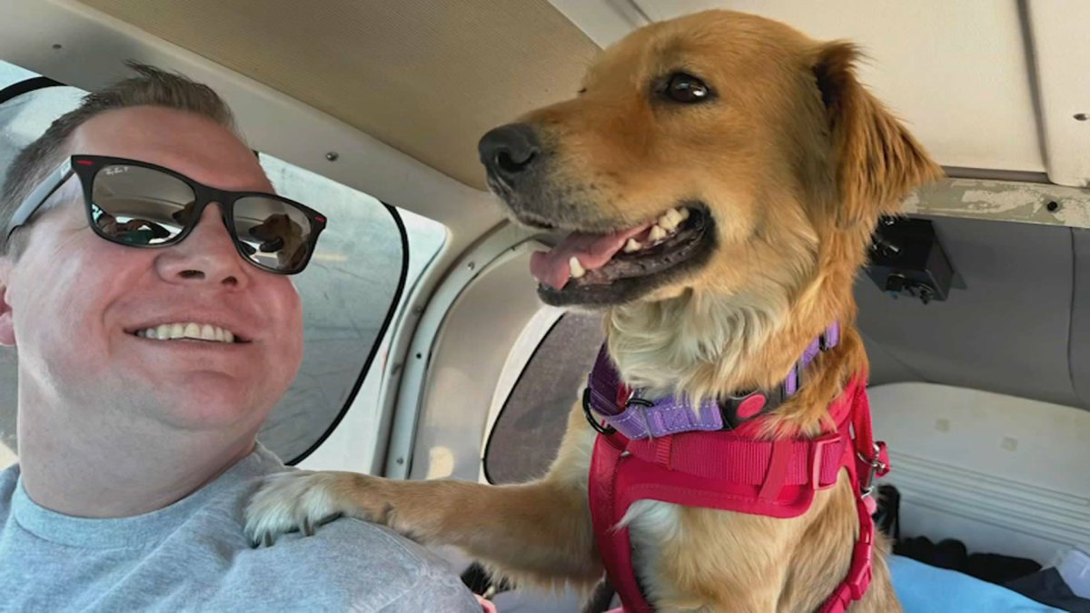 Connie the Container Dog is expecting! – NBC4 Washington