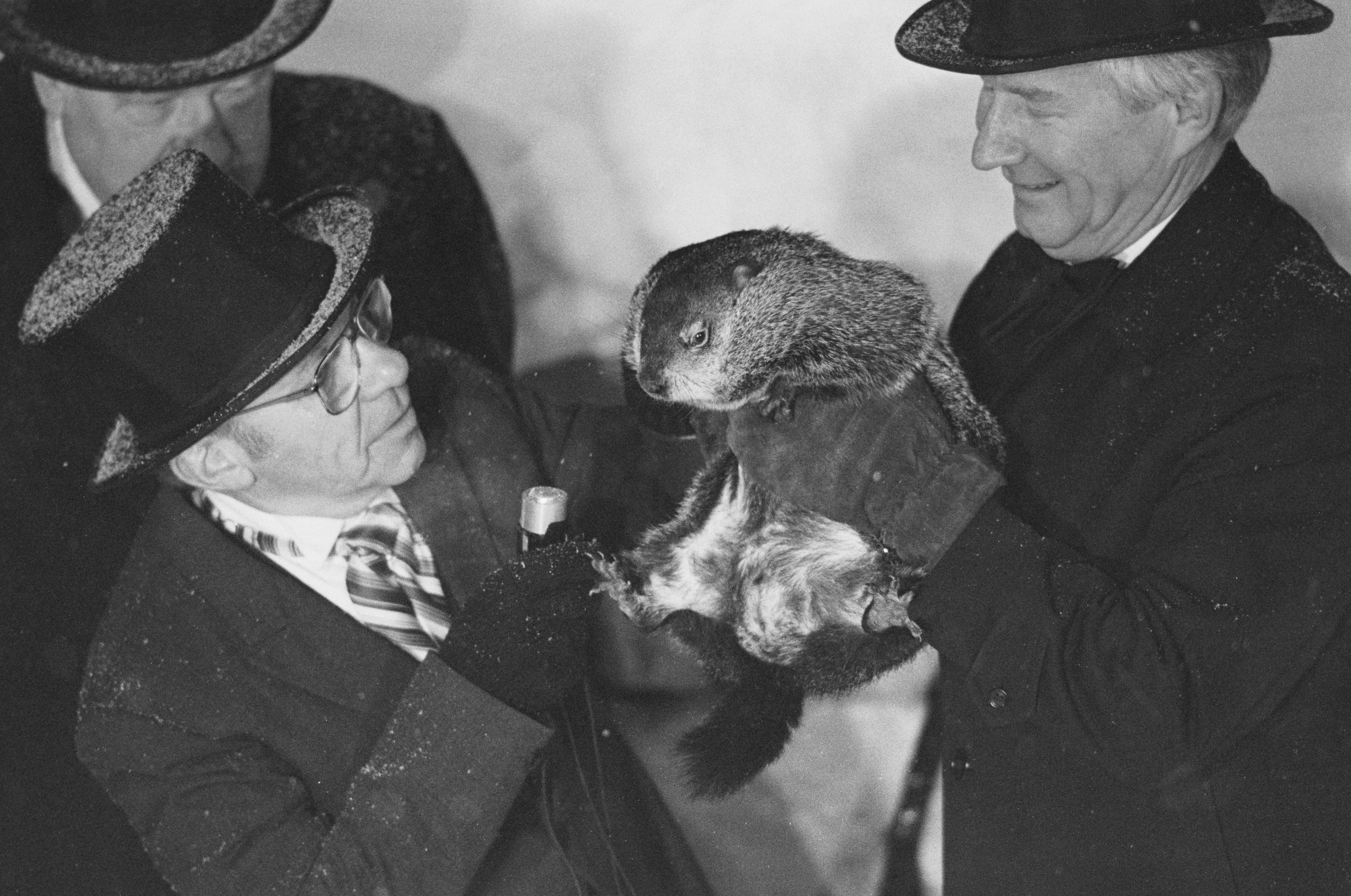 Why do we celebrate Groundhog Day? – NBC4 Washington