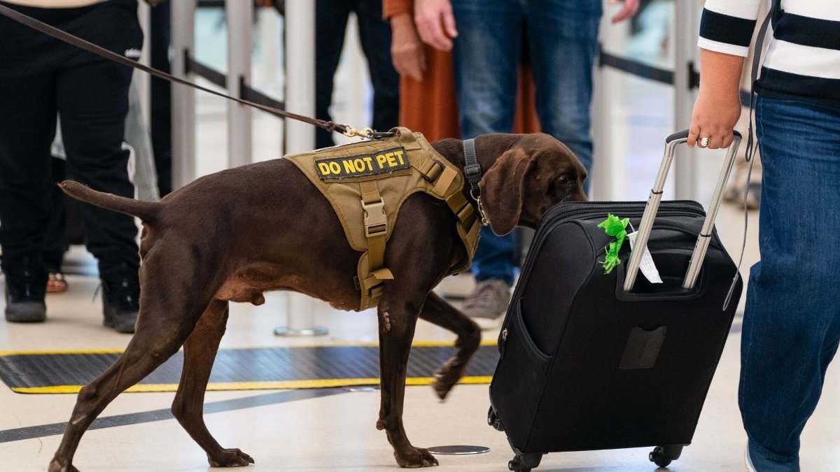 Loudoun County will use drug-sniffing dogs to keep fentanyl, other ...