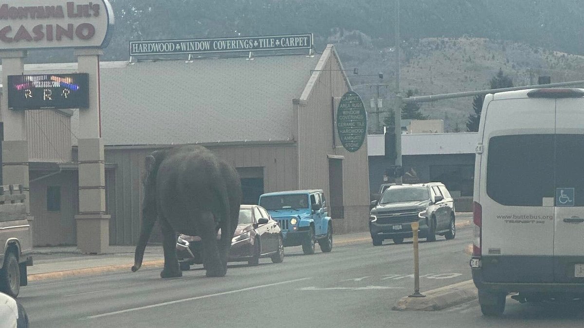 VIDEO: Elephant escapes circus, wanders streets of Montana – NBC4 ...