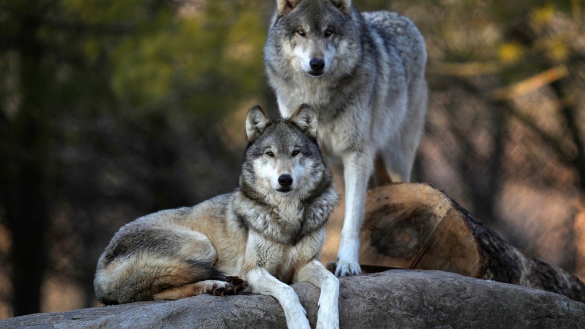 House votes to remove federal protections for gray wolves in 48 states ...