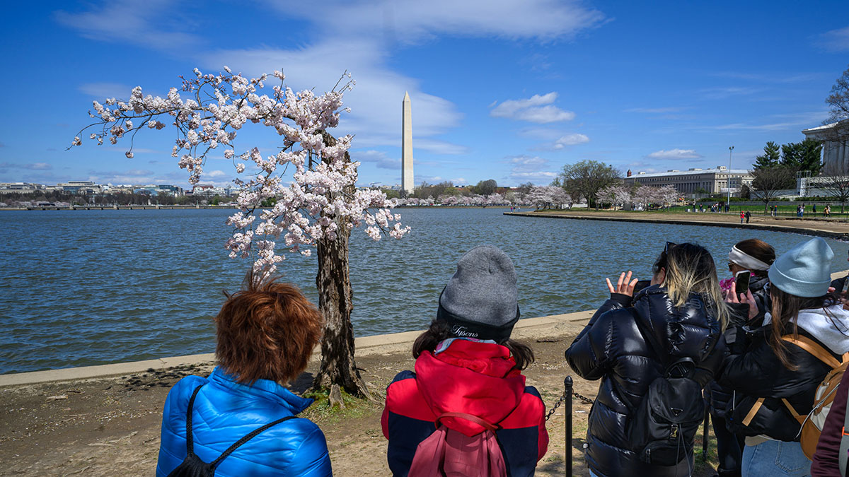 Goodbye, Stumpy: DC’s favorite little cherry tree to be removed from ...