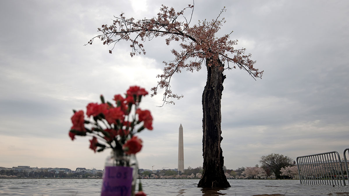 Where’s Stumpy? Why cherry blossom visitors can’t visit DC’s favorite ...