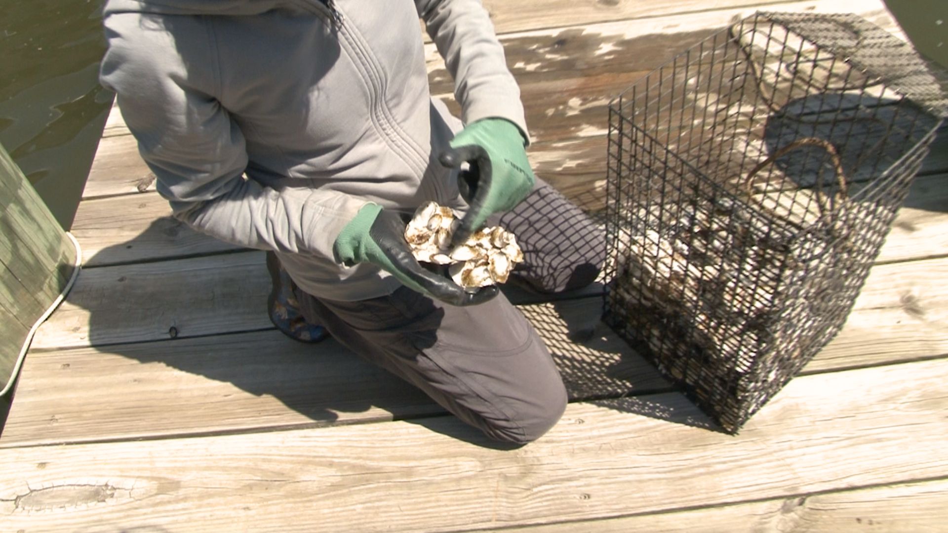 Oyster gardening: How volunteers help improve the Chesapeake Bay – NBC4 ...