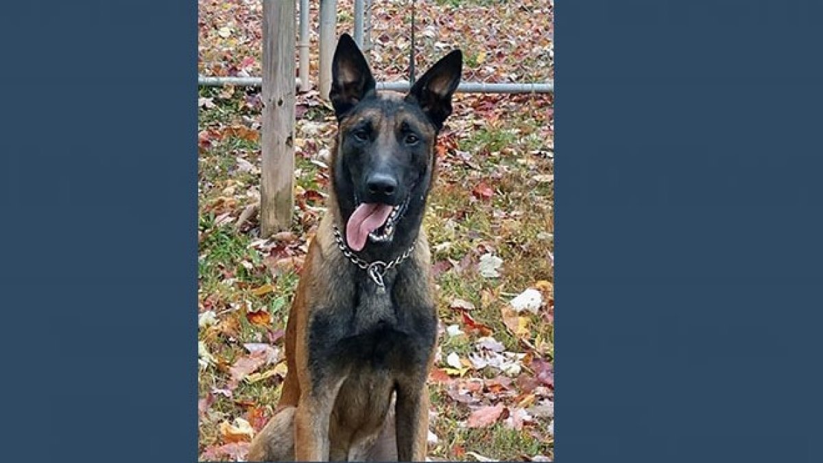 K-9 killed protecting officer and inmate who was attacked by prisoners ...