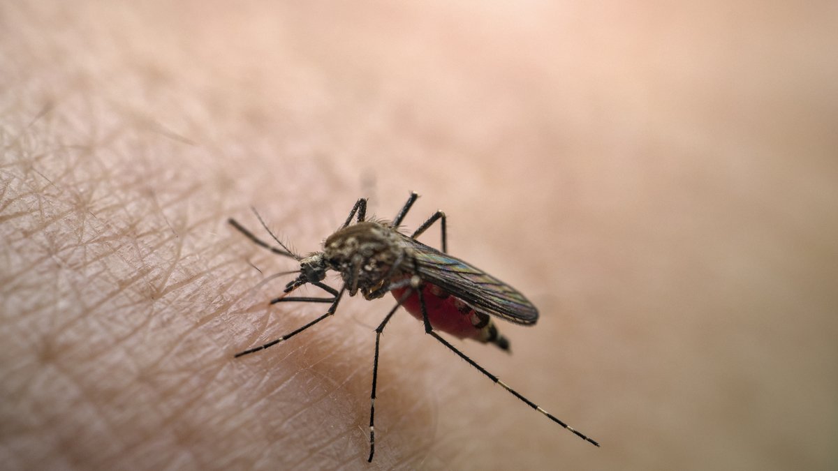 Dengue fever, once confined to the tropics, now threatens the US – NBC4 ...