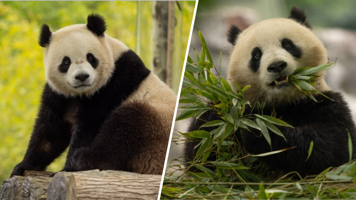 Pandas to return to National Zoo in Washington DC – NBC4 Washington