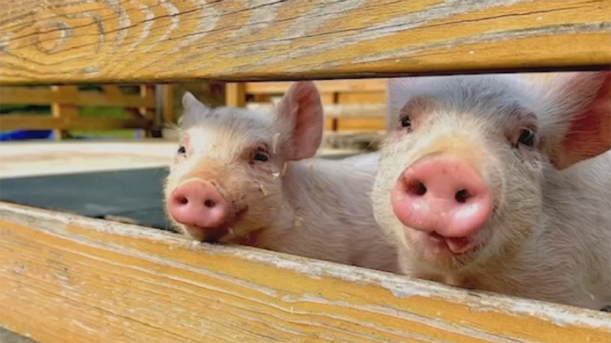 Piglets who jumped off pork truck to freedom now live in Potomac – NBC4 ...