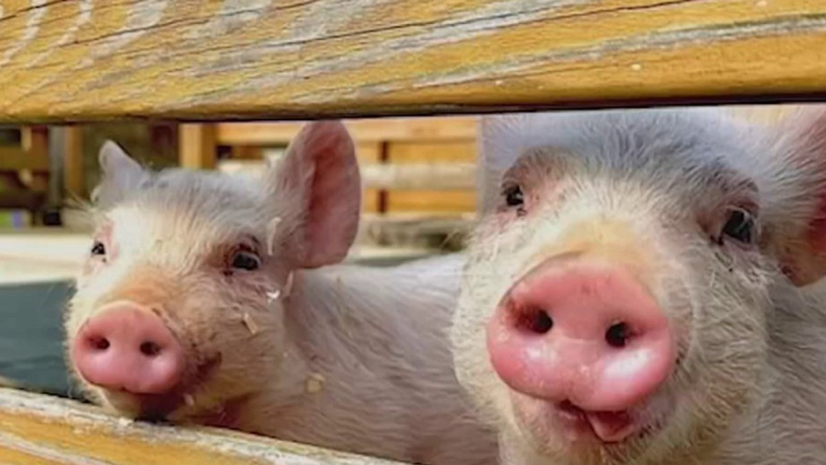 Escaped pigs find freedom at Rosie’s Farm – NBC4 Washington