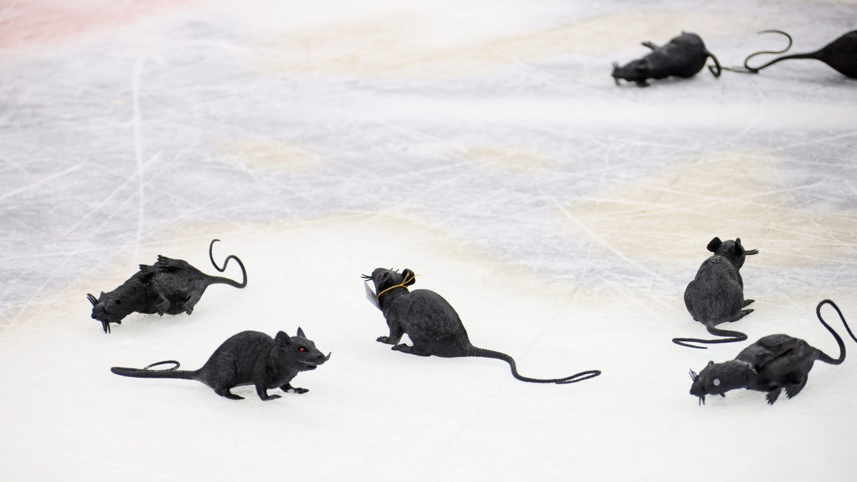 Stanley Cup Final Why Florida Panthers Fans Throw Rats Onto Ice Nbc4