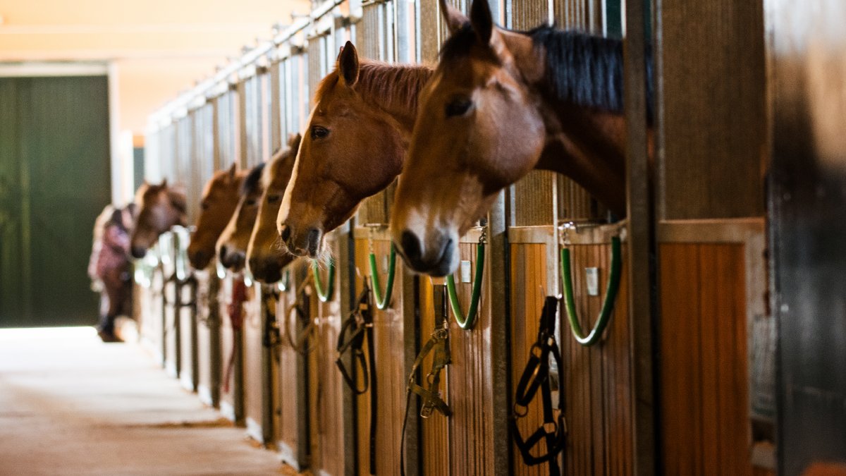 Ohio barn fire kills 44 horses, 1 person injured – NBC4 Washington