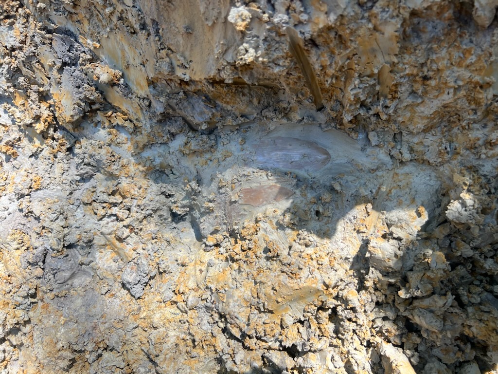 South Carolina fossil hunt unearths ‘monster’ megalodon tooth – NBC4 ...