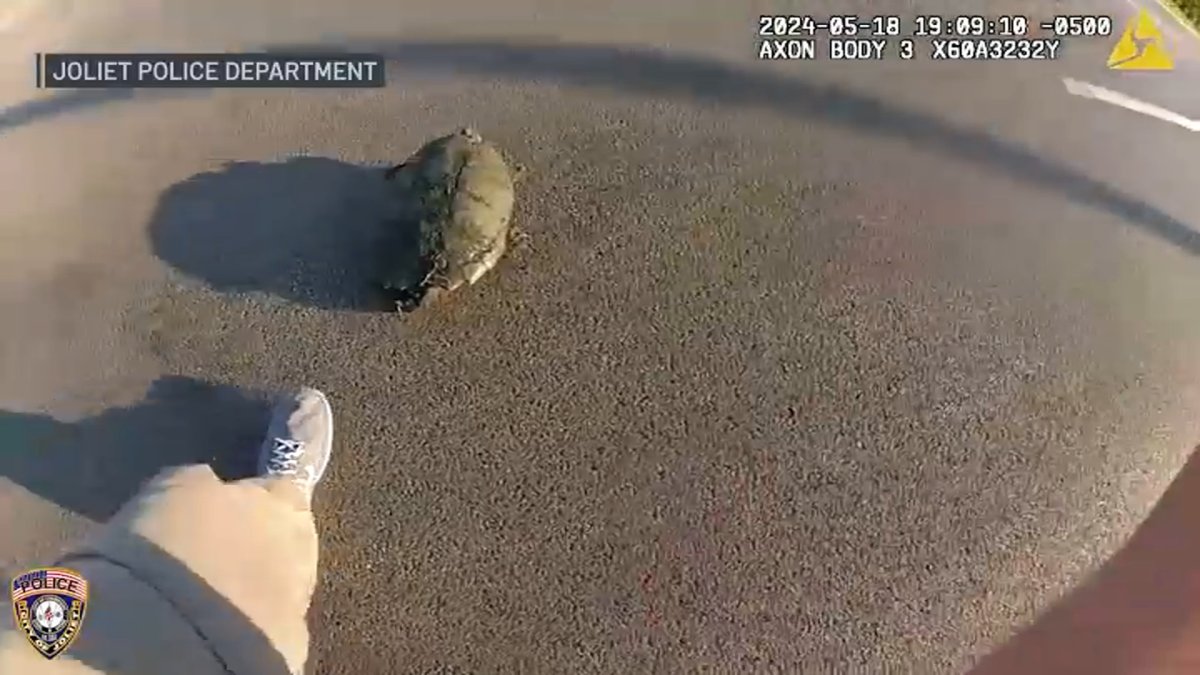 Joliet police officer assists turtle crossing busy street, video shows ...