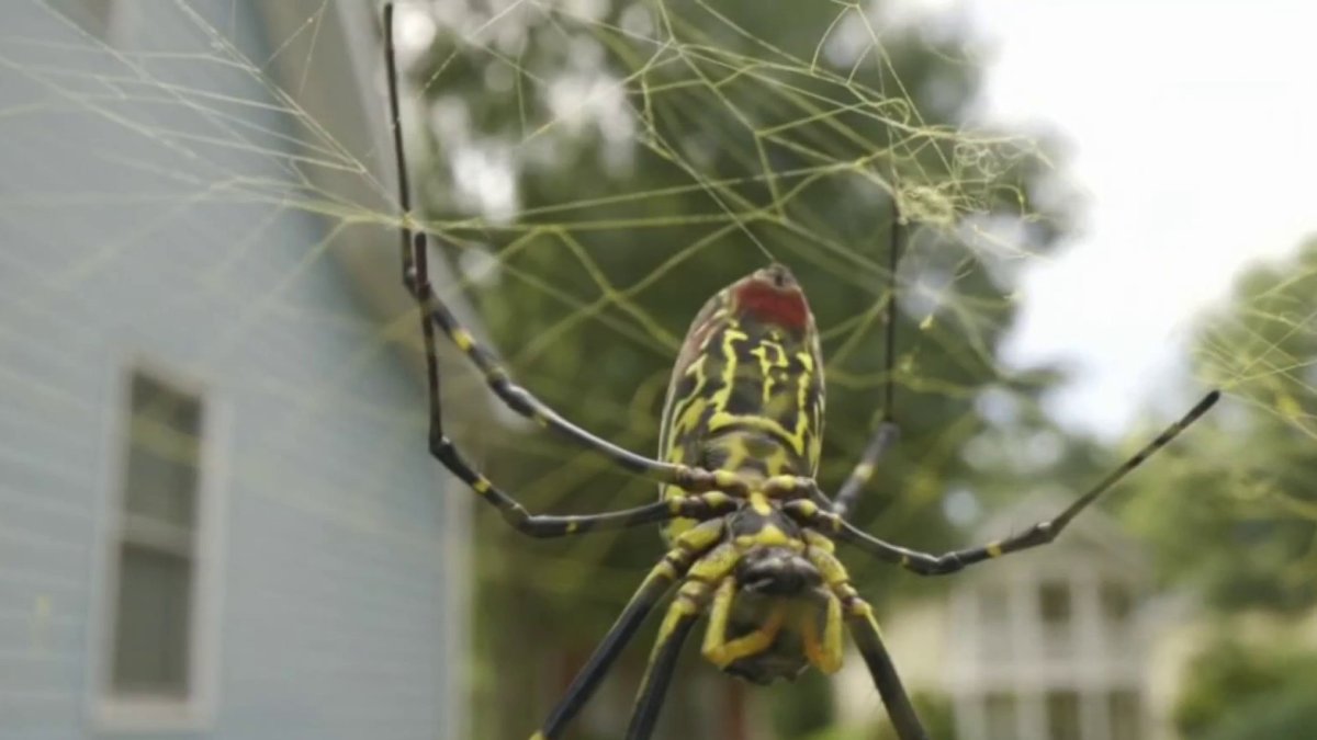 Fear factor: What to do if you spot a Joro spider – NBC4 Washington