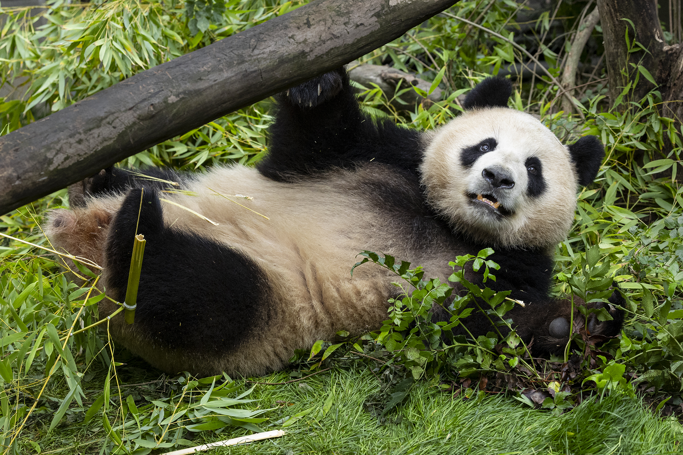1st look at pandas Yun Chuan and Xin Bao in San Diego – NBC4 Washington