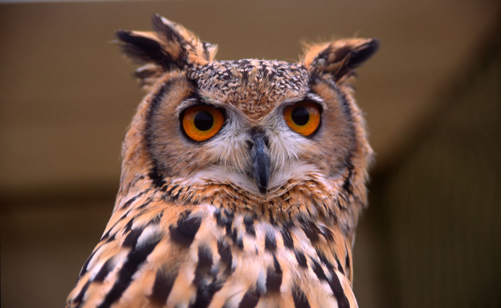 Owl at Minnesota Zoo escapes handler, is then killed by zoo’s tiger ...