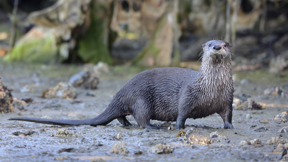 River otter attacks child at Seattle-area marina – NBC4 Washington