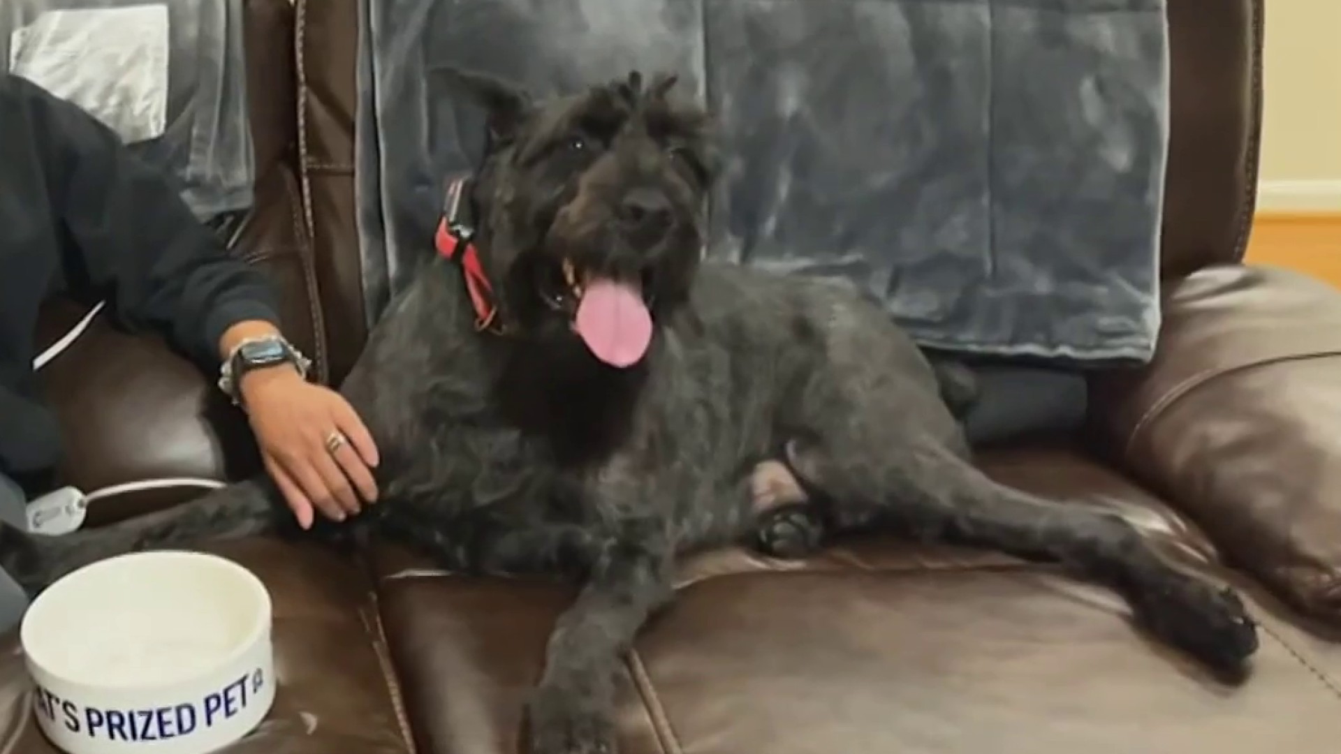 Top dog revealed in Pat’s Prized Pets challenge 2024 – NBC4 Washington