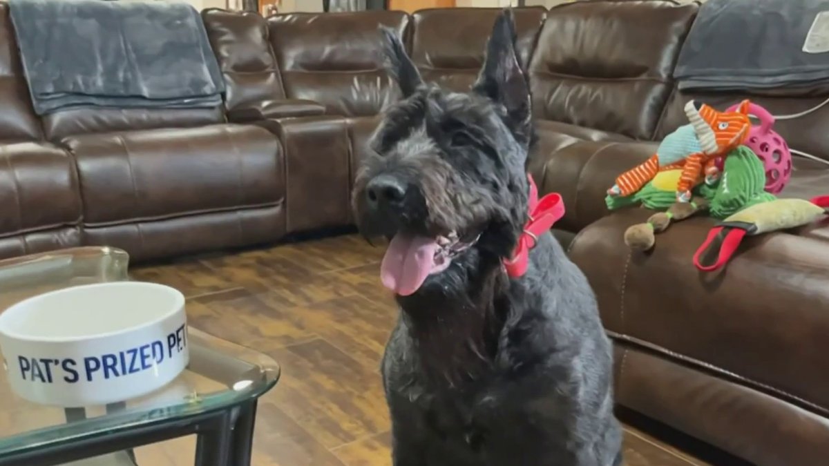 Top dog revealed in Pat’s Prized Pets challenge 2024 – NBC4 Washington