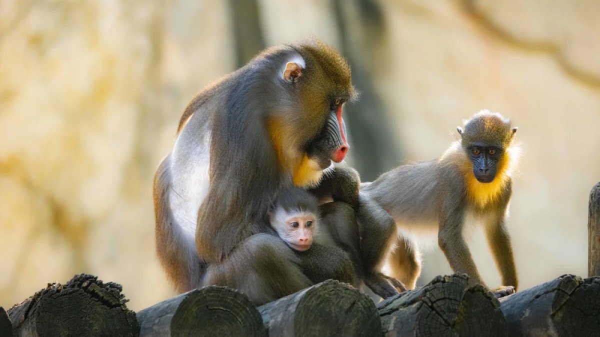 Meet Jasper, a rare baby mandrill born at the Fort Worth Zoo – NBC4 ...