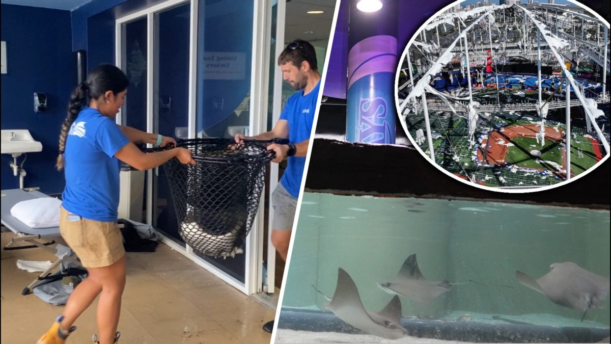 After riding out Hurricane Milton at Tampa Bay Rays’ stadium stingrays safely return home – NBC4 ...