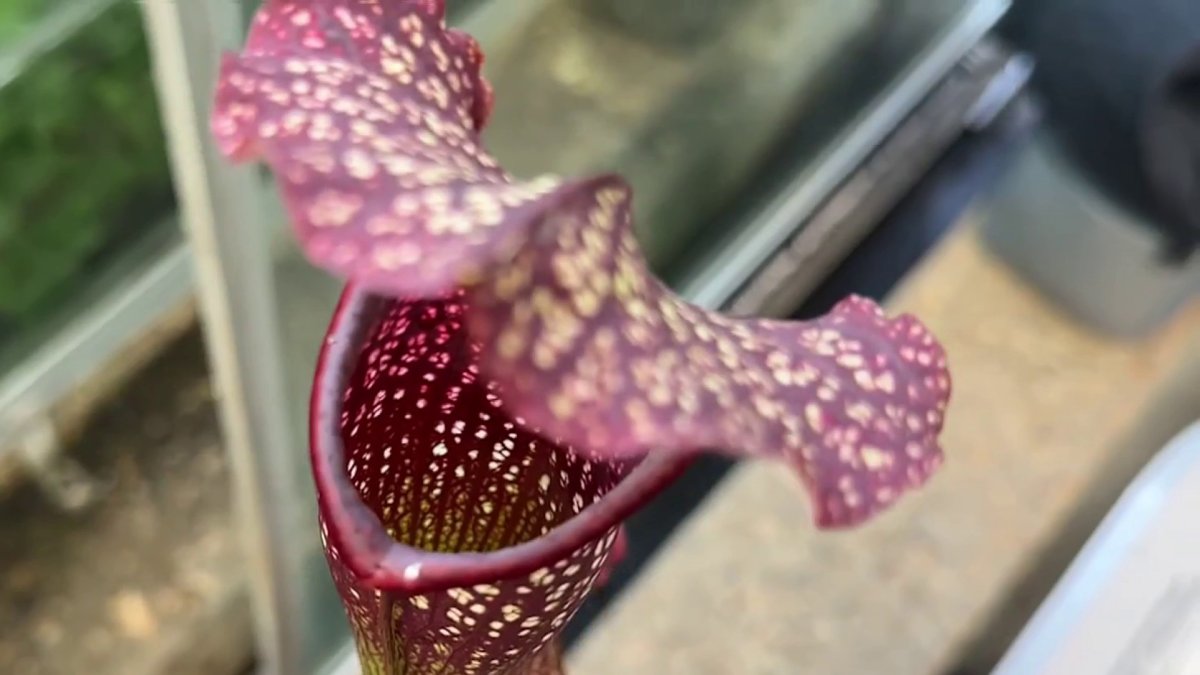 ‘Fierce Flora:’ US Botanic Garden exhibits carnivorous, thorny plants ...