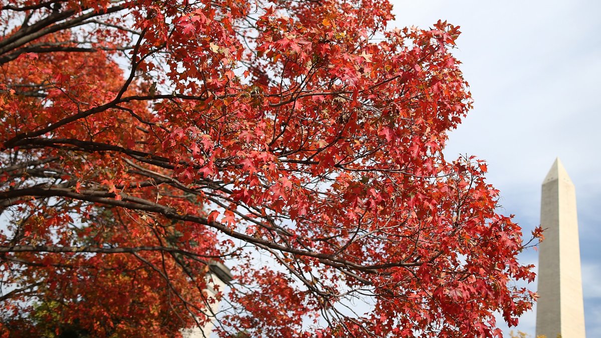 Fall foliage forecast: When will leaf color peak in the DC area? – NBC4 ...