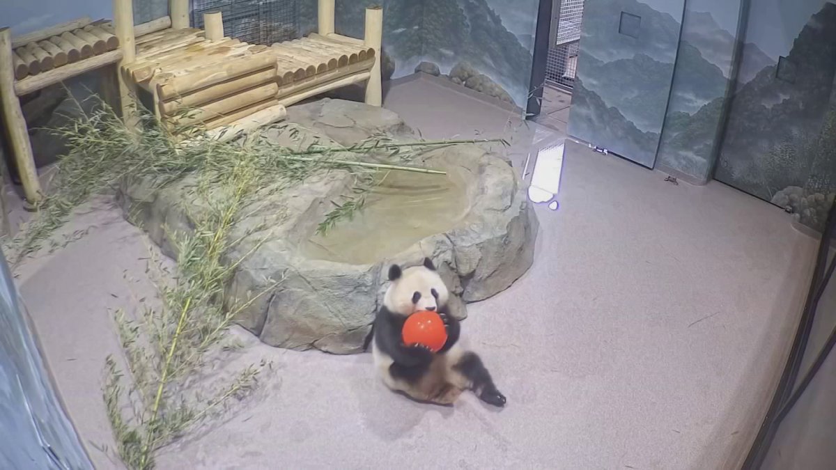 DC pandas playing in their new home at the National Zoo – NBC4 Washington