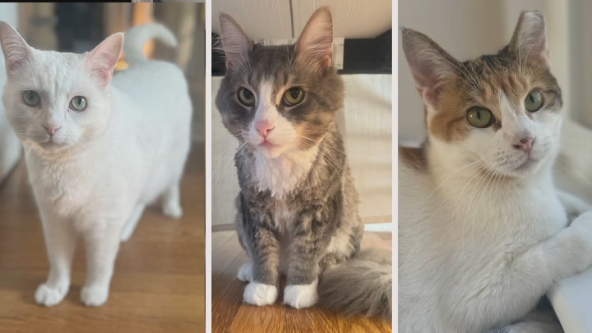 Stolen BMW recovered; owners 3 cats still missing – NBC4 Washington