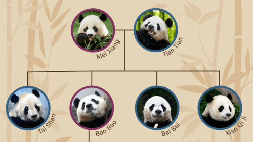 DC’s panda family tree: Bao Li is the latest link at National Zoo ...