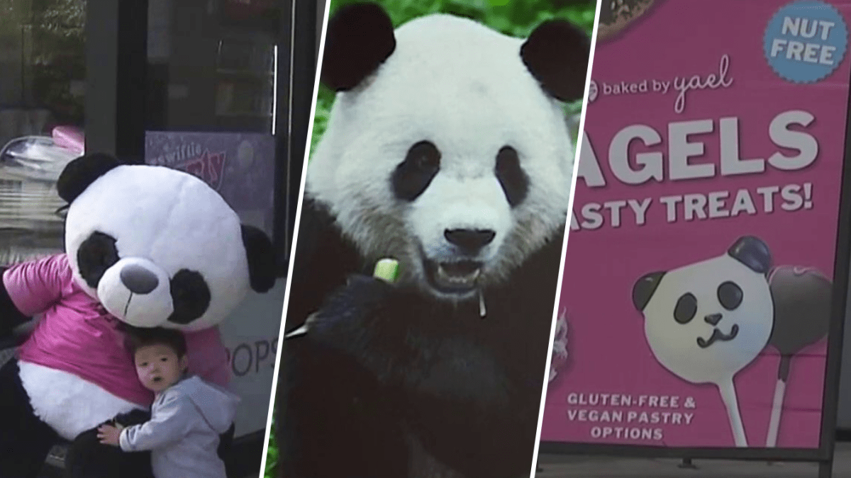 New pandas expected to arrive at DC’s National Zoo on Tuesday – NBC4 ...
