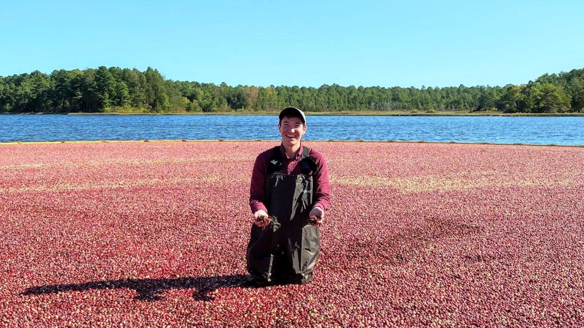 To keep cranberries on your Thanksgiving table, scientists use AI to ...