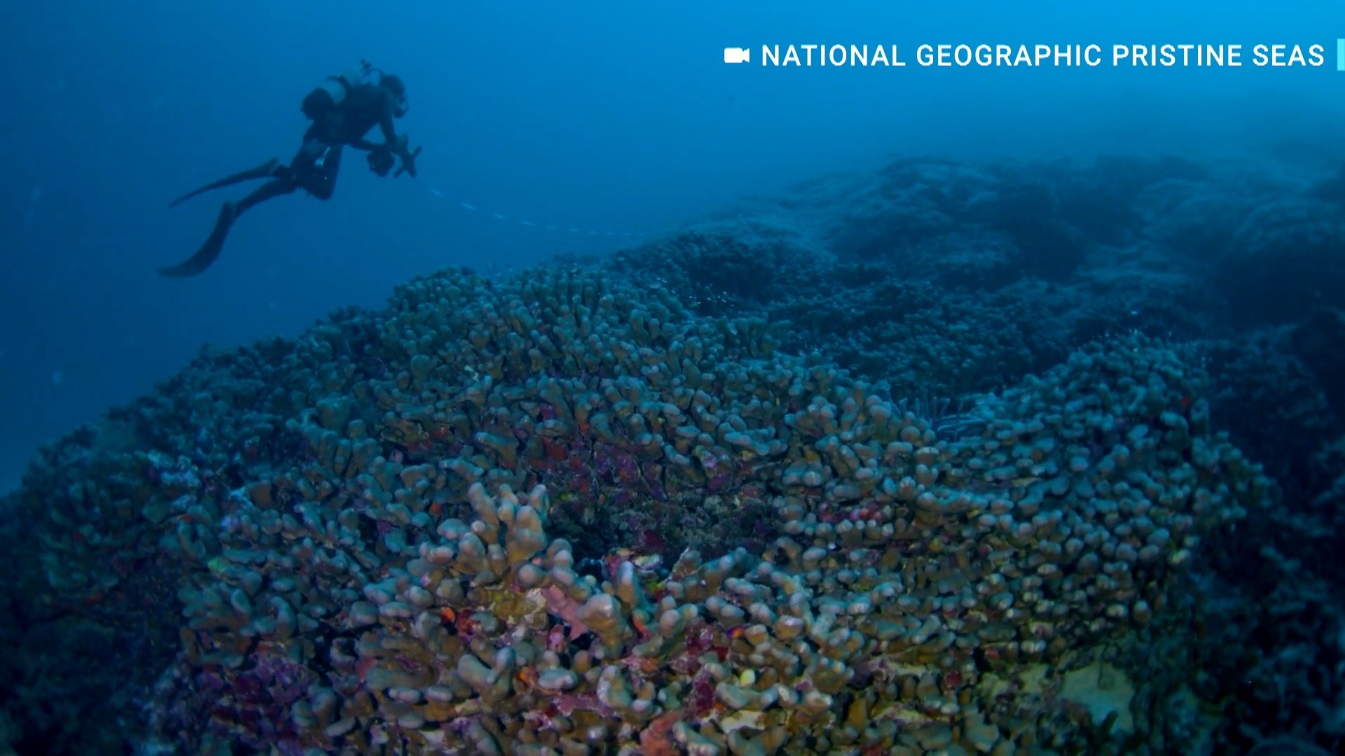 World’s largest coral reef discovered in Pacific Ocean – NBC4 Washington