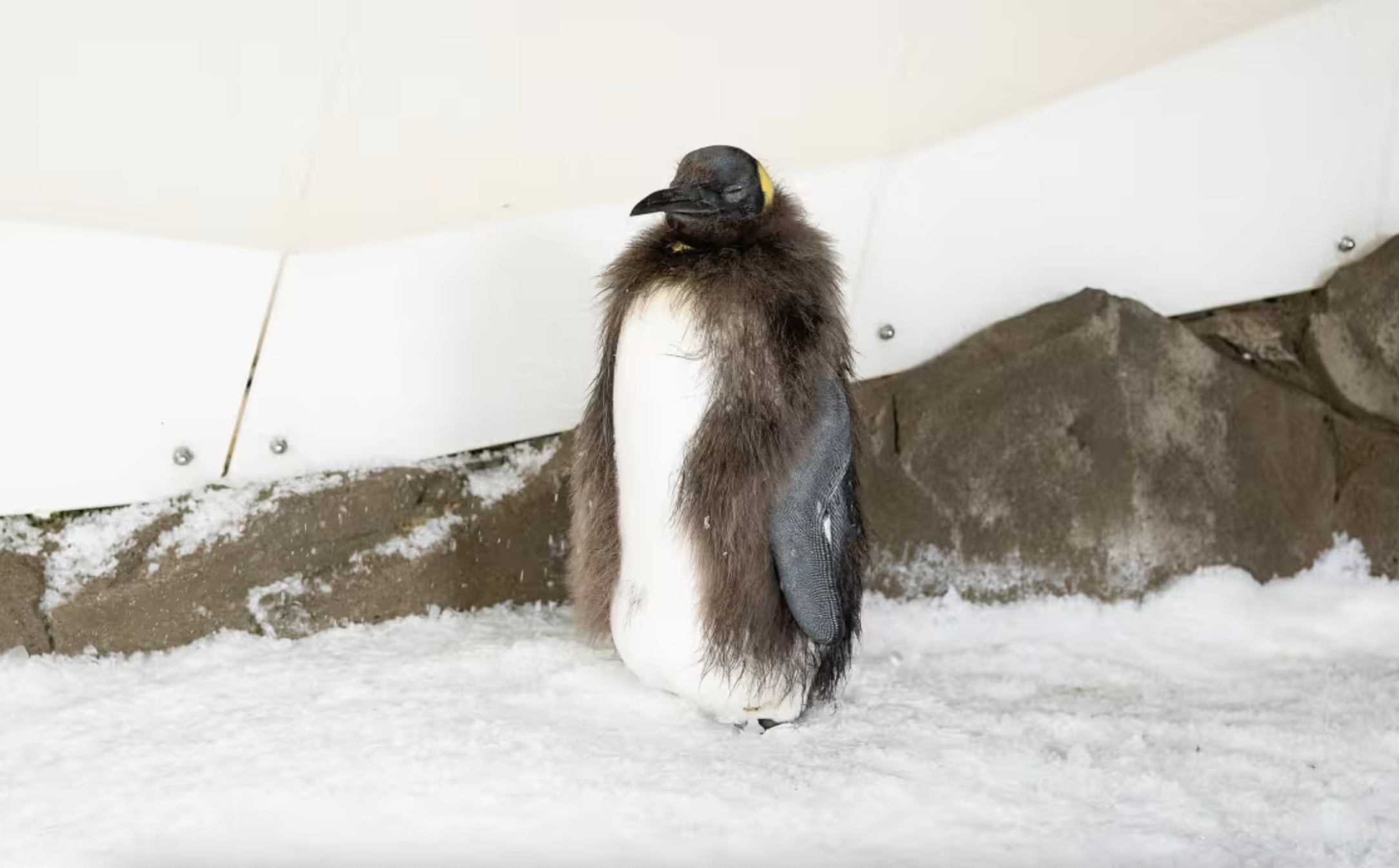 Pesto the viral baby penguin is shedding his brown feathers – NBC4 ...