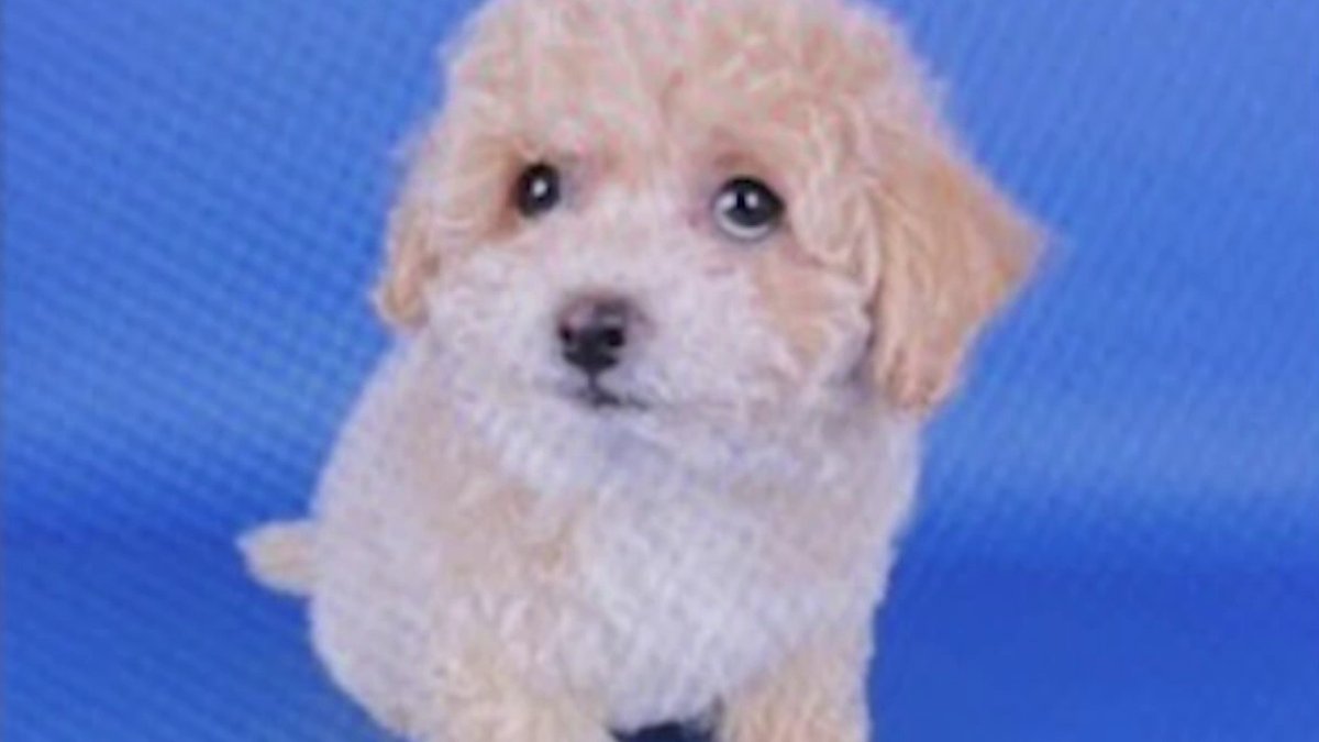 Surveillance video shows well-dressed thieves taking $4K puppy from pet ...