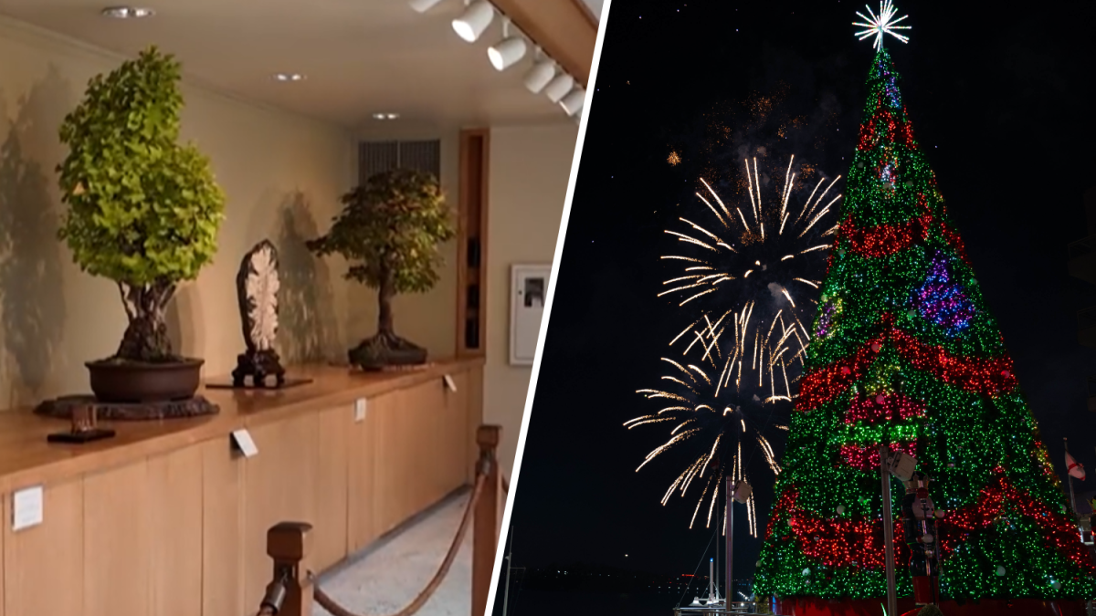 The Weekend Scene: Things to do in the DC area, Nov. 8-11 – NBC4 Washington