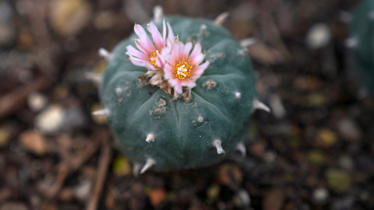 Peyote that grows naturally in South Texas and Mexico threatened – NBC4 ...